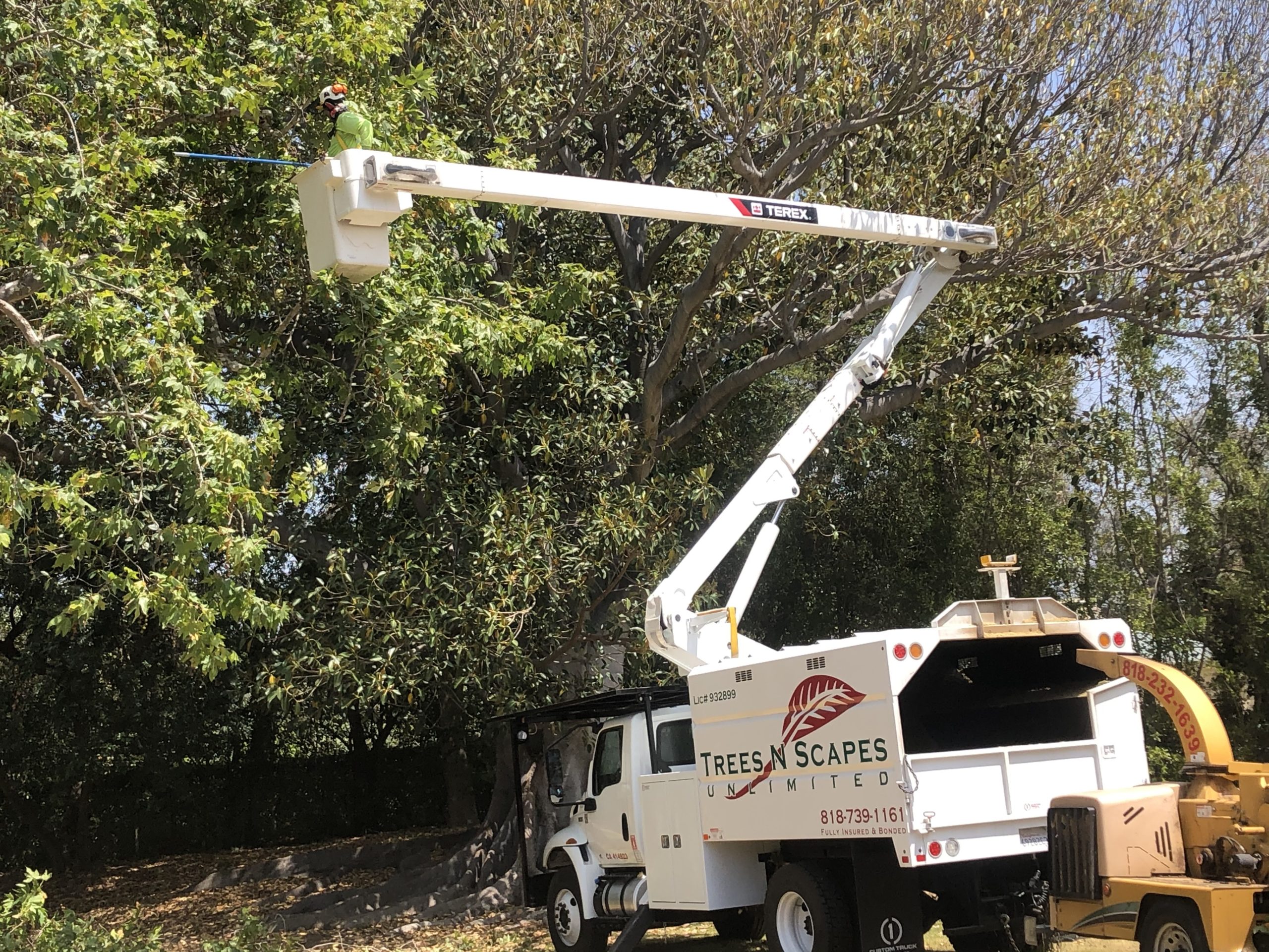 Tree Trimming Tips You Need to Know | Trees N Scapes Unlimited