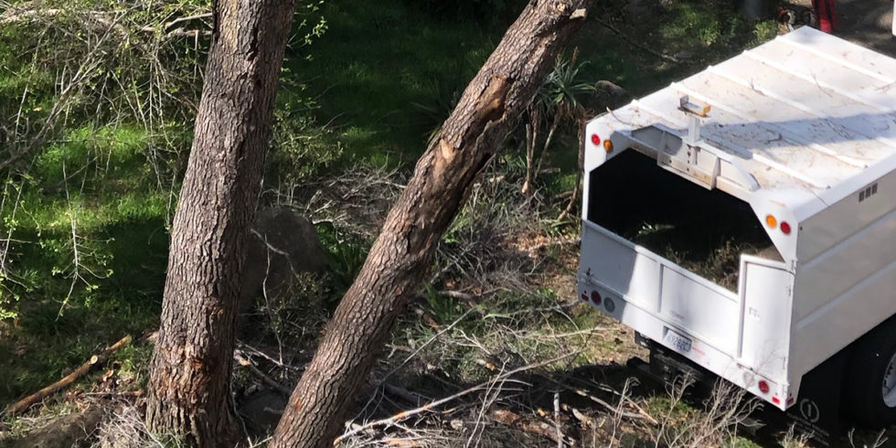 Bark Falling Off Trees: How to Save Trees With Damaged Barks