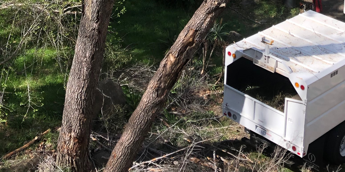 Bark Falling Off Trees: How to Save Trees With Damaged Barks