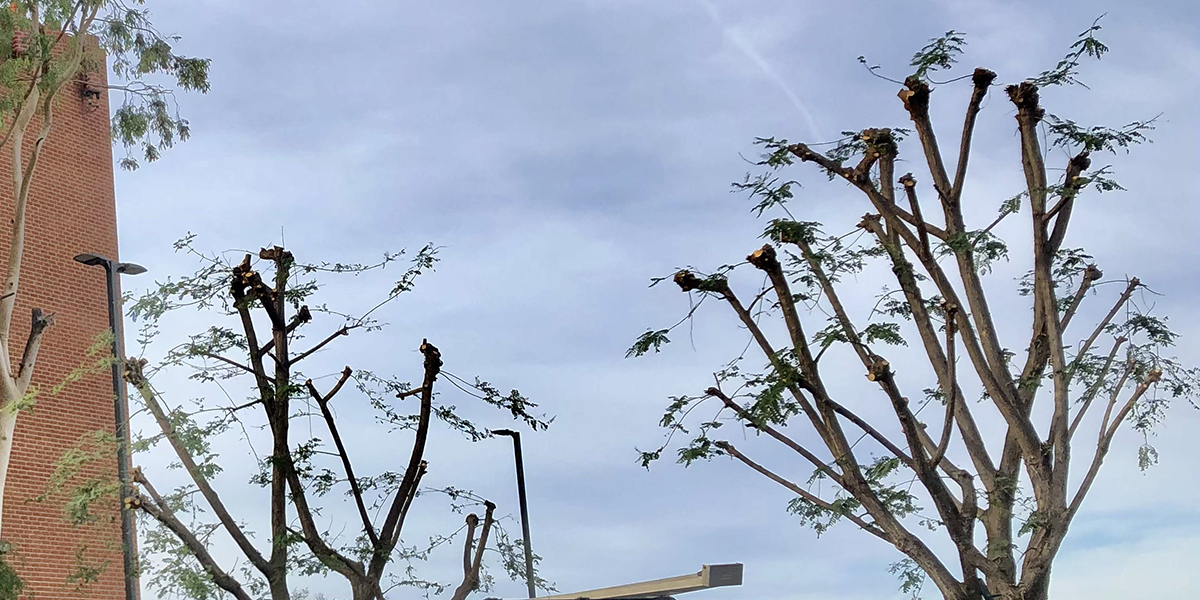 Excessive Tree Pruning: Issues They Create & How to Avoid It