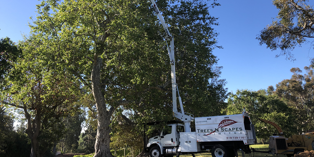 Tree Preservation and Protection Guidelines | Bentonville, AR