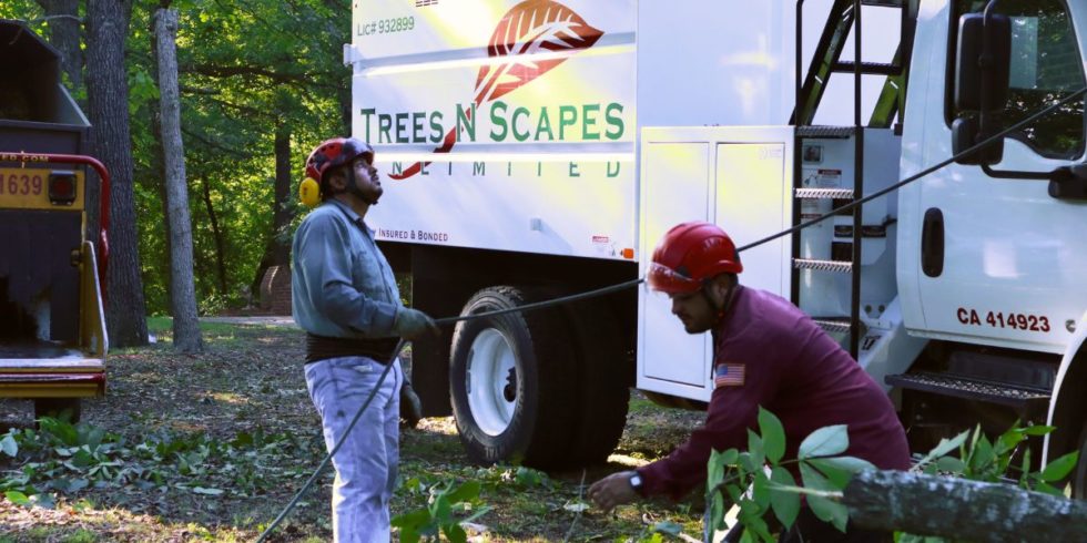 Caring For Your Trees In The Fall Season Fall Care Tips caring-for-your-trees-in-the-fall-season-fall-care-tips