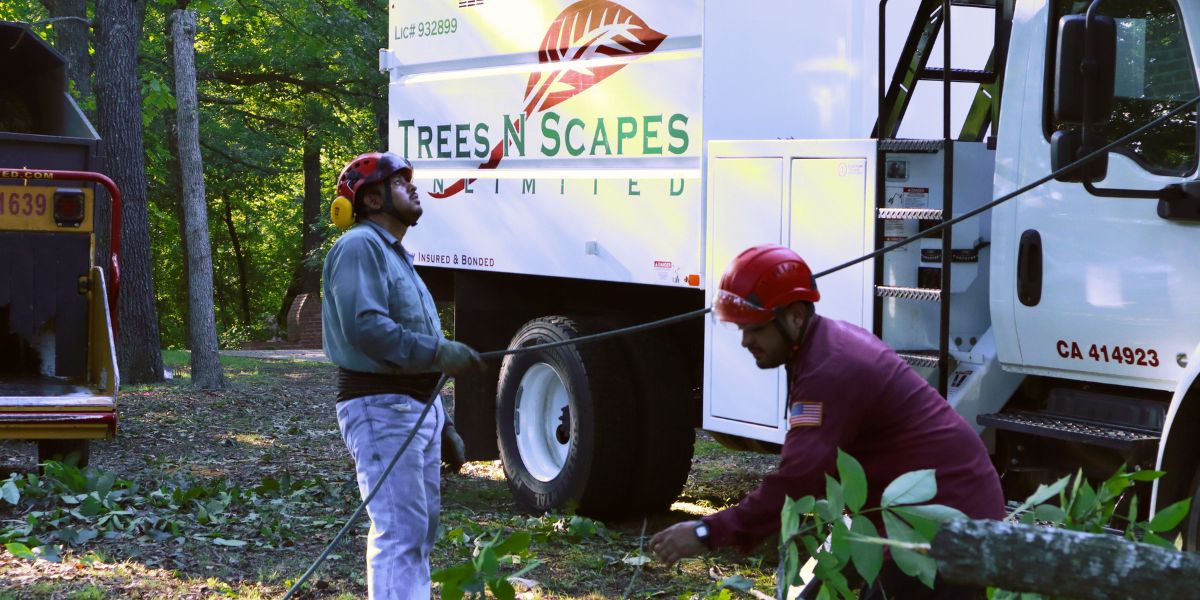 Caring for Your Trees in the Fall Season | Fall Care Tips
