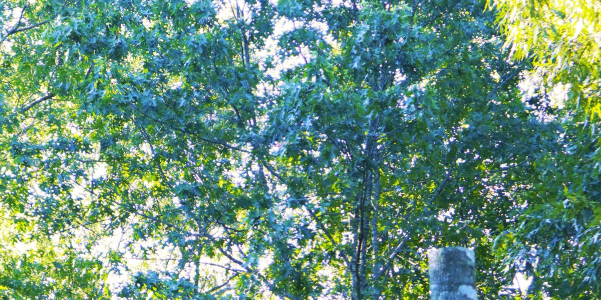 Winter Tree Protection Guide | Winter Tree Care Tips